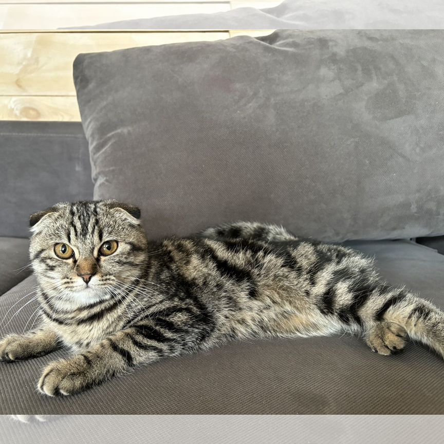Шотландский вислоухий короткошёрстный котёнок