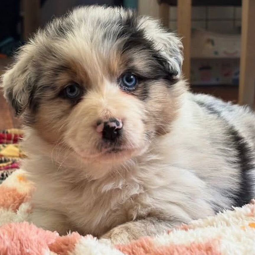 Миниатюрная американская овчарка, щенок