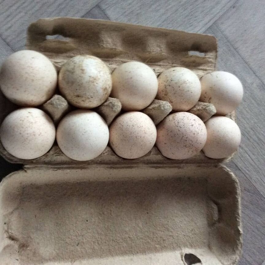 Яйцо инкубационное