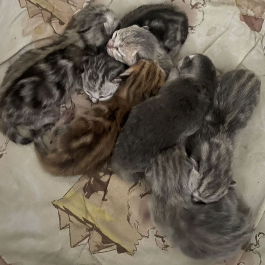 Шотландские золотые и серебристые шиншиллы котята