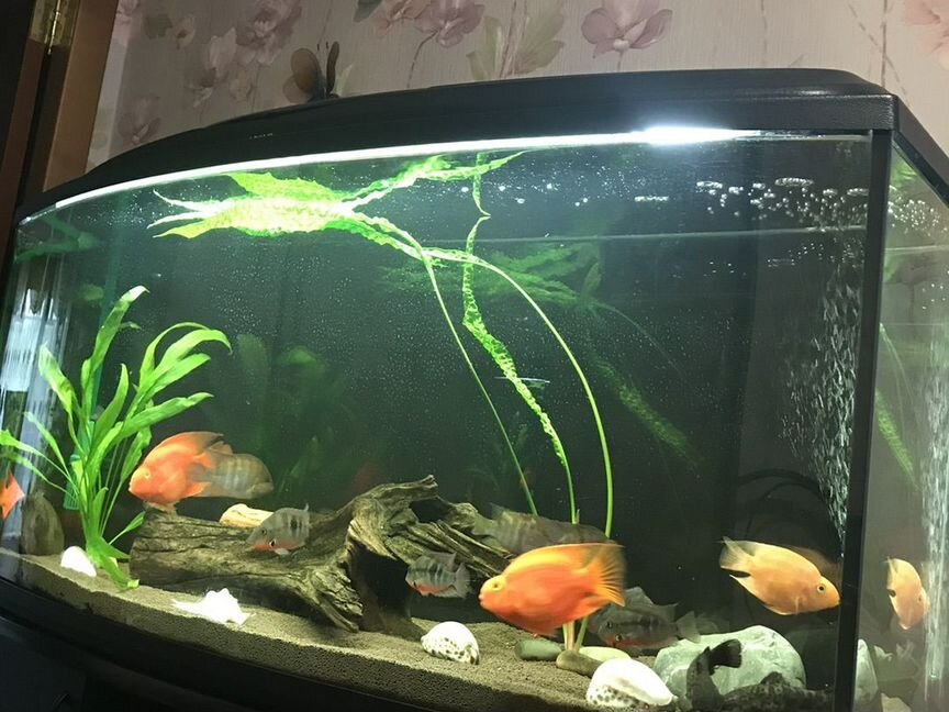 Аквариум с тумбой 200 литров