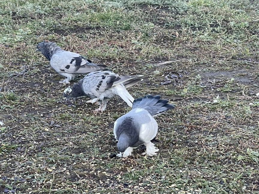 Продам урюпинского голубя