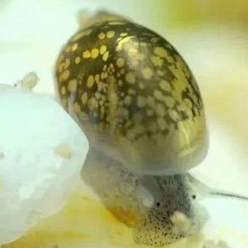 Улитки физы