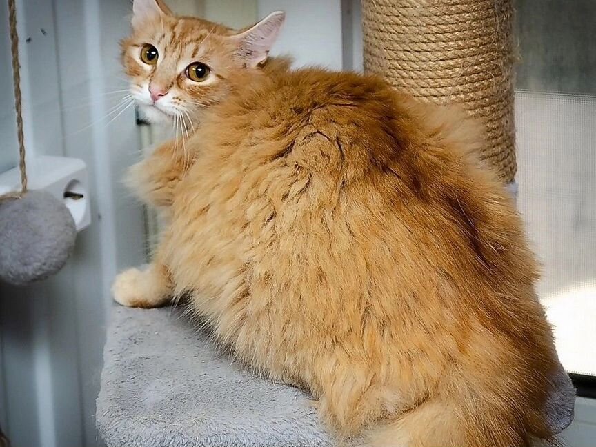 Пух (9 мес.) огненный котик ищет дом