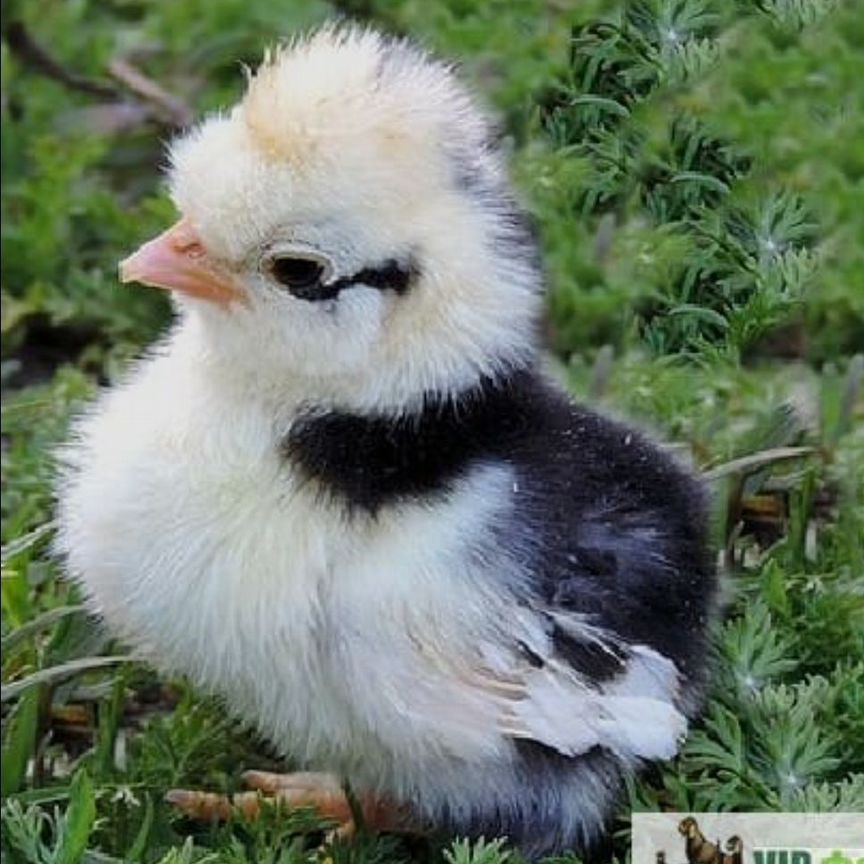 Цыпленок павловское серебро золото