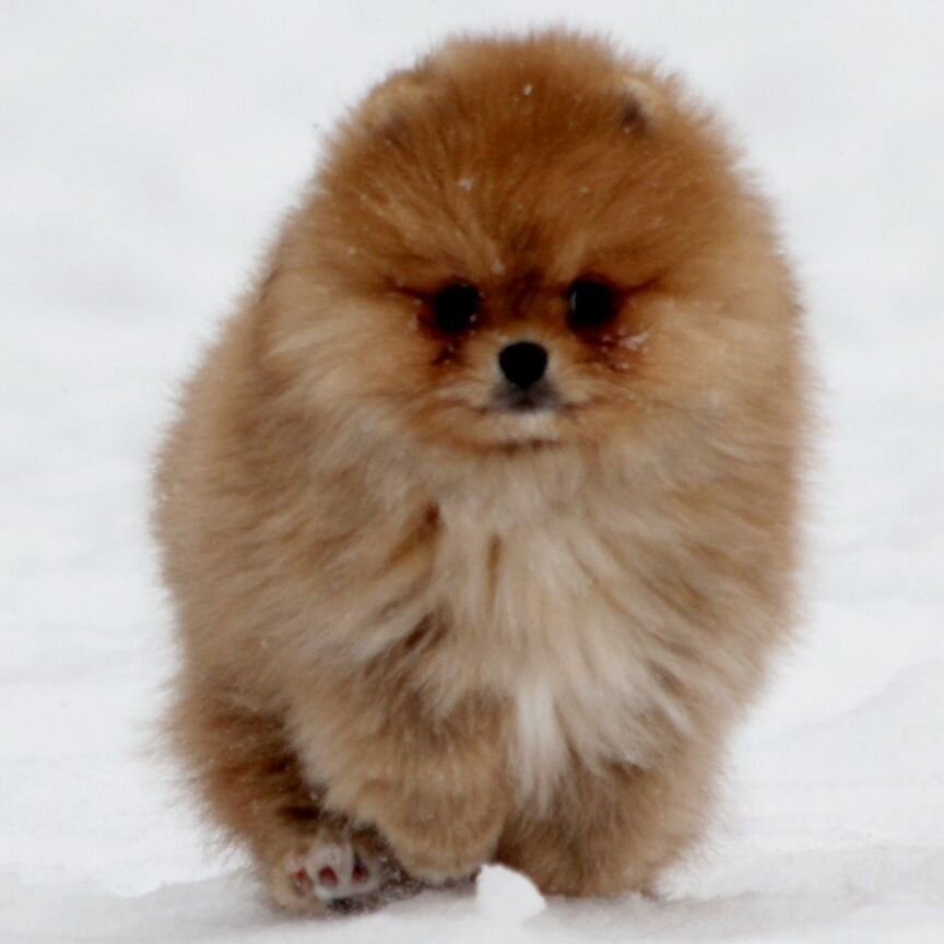 Померанский шпиц