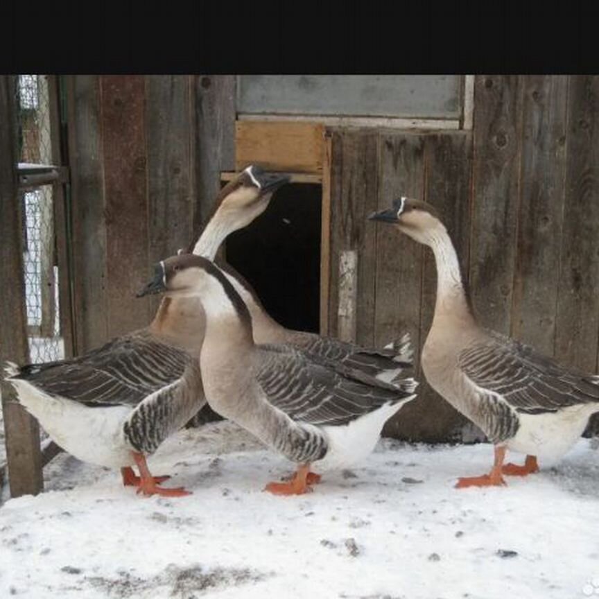 Холмогорские гуси