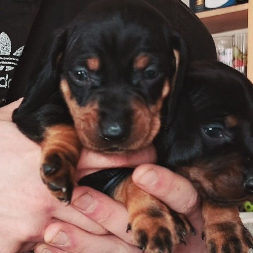 Такса, щенок