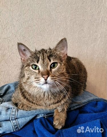 Кошечка Мура