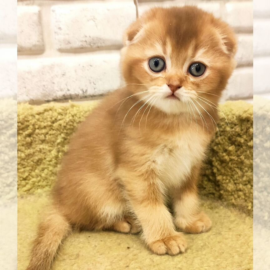 Шотландский вислоухий котик