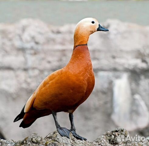 Продам или обменяю огарей