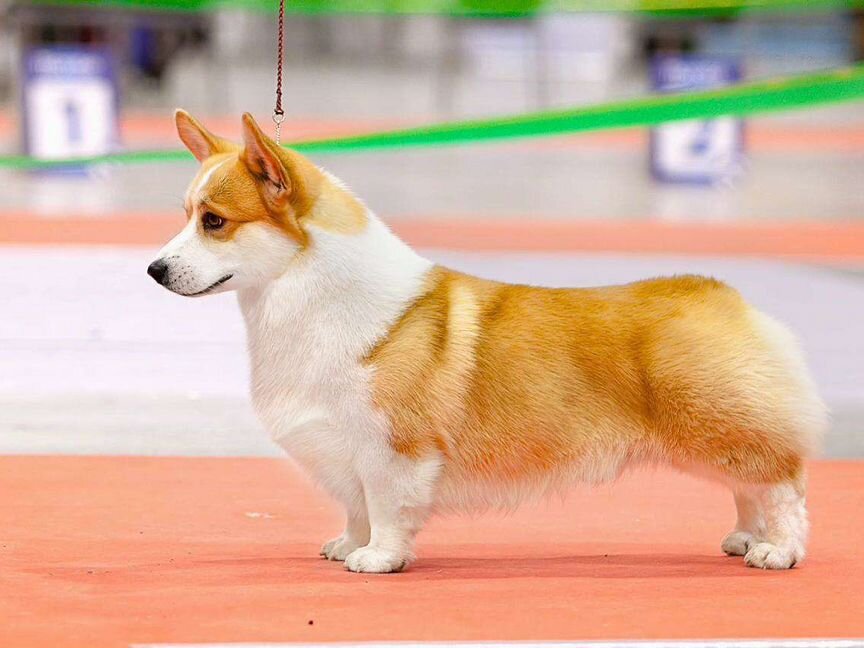 Шикарные детки Вельш Корги Пемброк