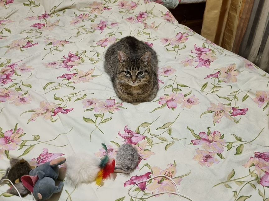 Отдаю кошку в добрые руки