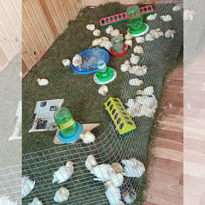 Индюшата суточные хайбрид конвертер