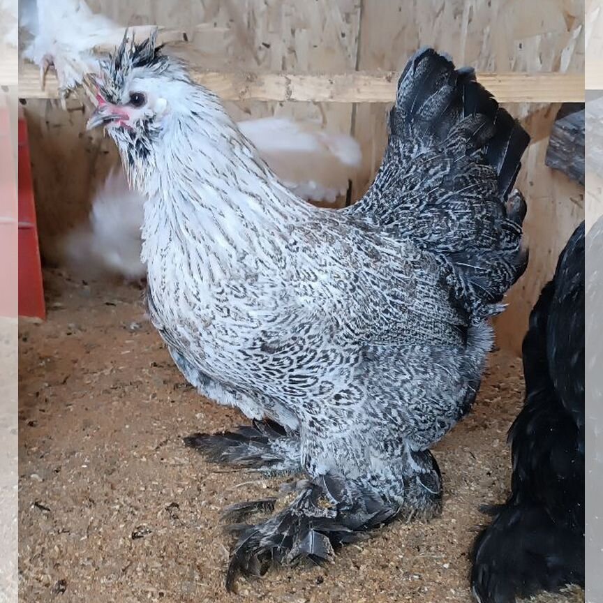 Инкубационное яйцо