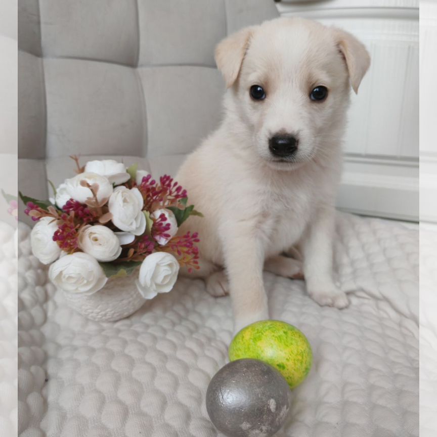 Щенок в добрые руки