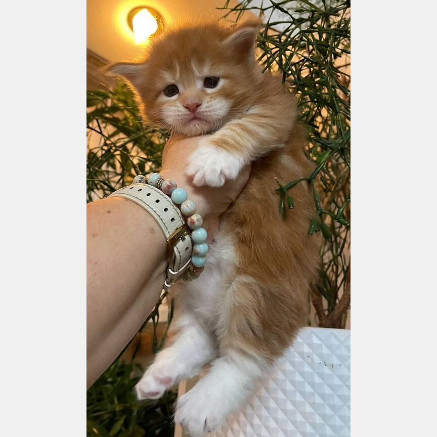 Три богатыря,мейн куны