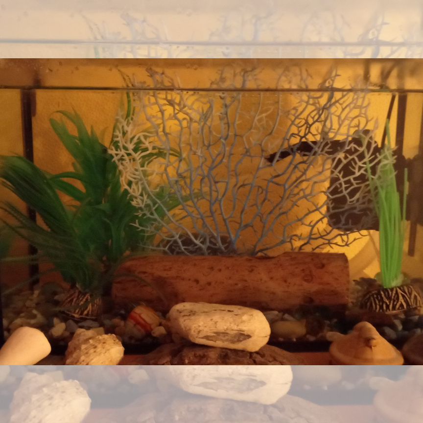 Аквариум с двумя сомиками маленькие