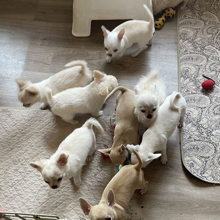 Шенки чихуахуа