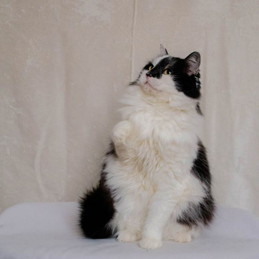 Милая кошечка ждет семью