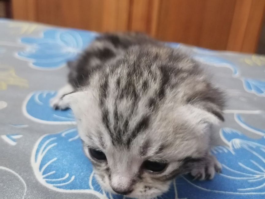 Кошка шатланка