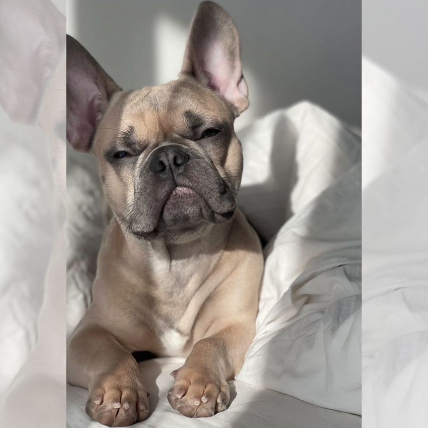 Французский бульдог в добрые руки