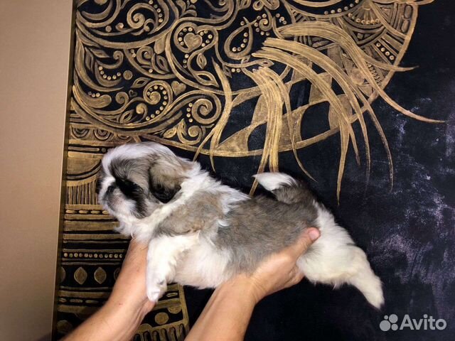 Пекинес мальчик