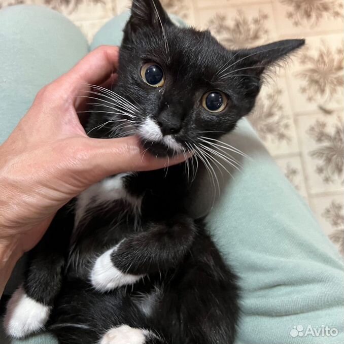 Котенок Феликс Сигизмундович в добрые руки дар