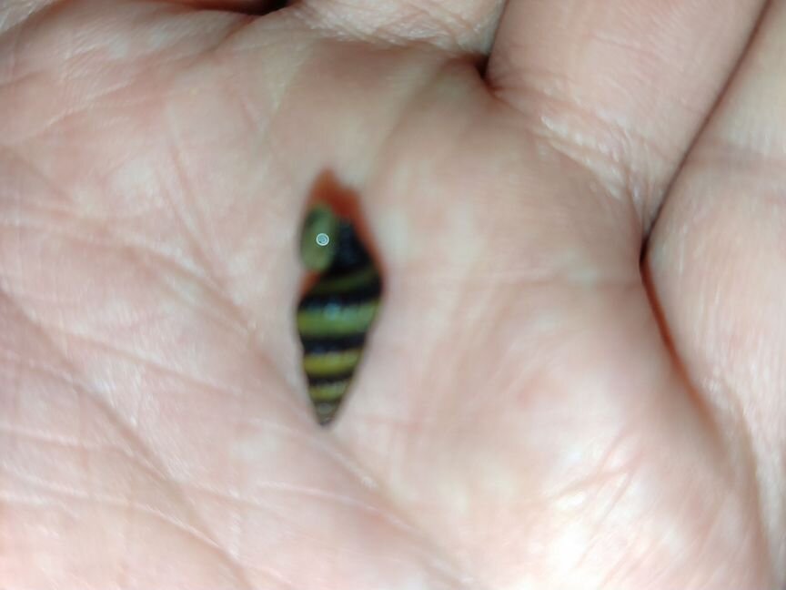 Улитка хелена