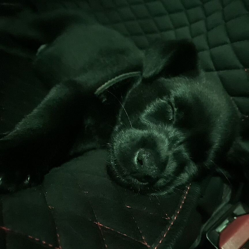 Собака двух пород (смесь)