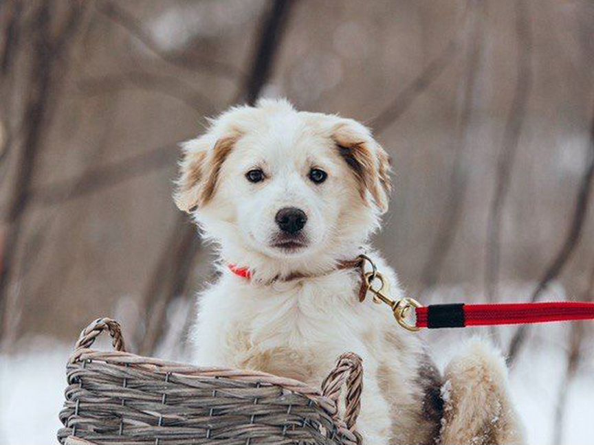 Щенок в добрые руки