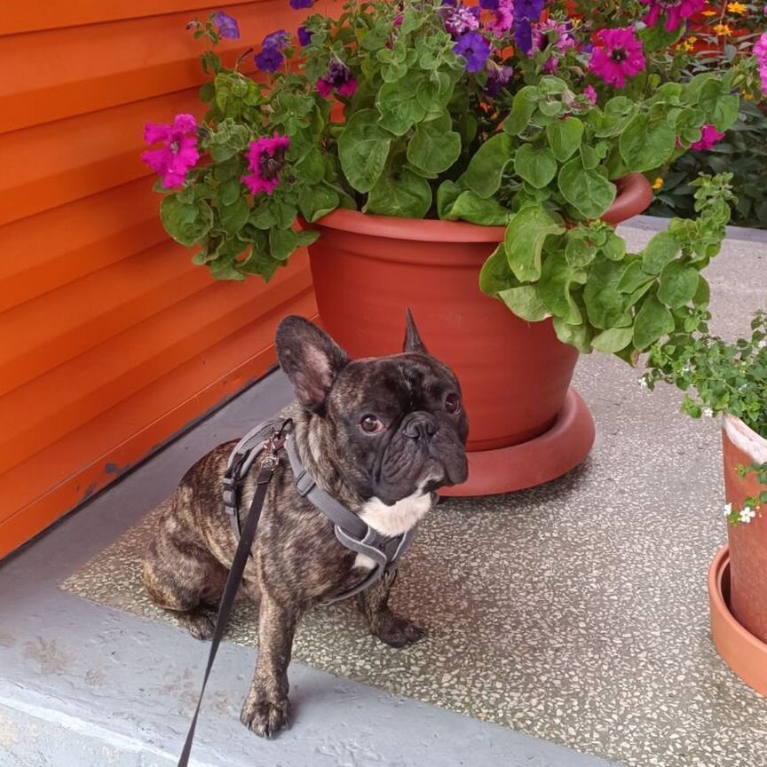 Французский бульдог кабель вязка