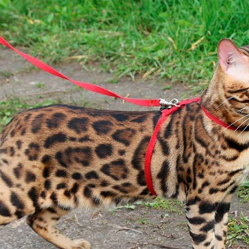 Шлейка для кошки