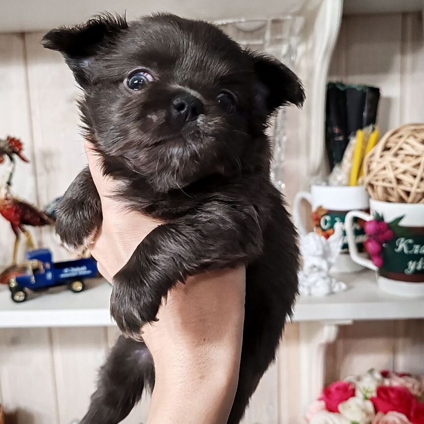 Чихуахуа Космос