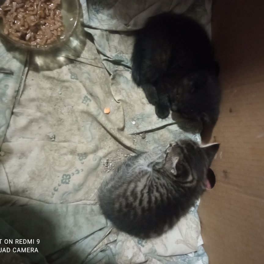 Милые котята маленькие
