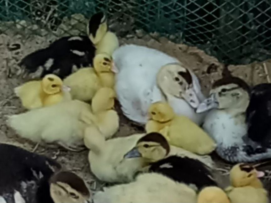 Мускусные утки, индоутки,индоутята