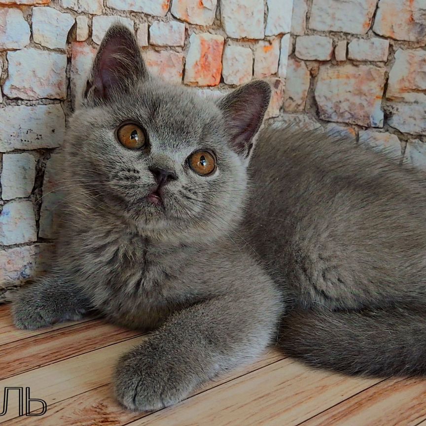 Британские котята люкс