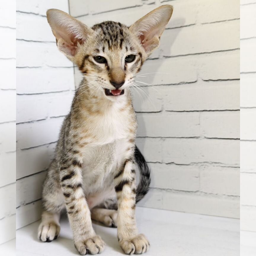 Ориентальный котёнок