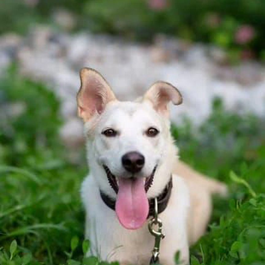 Молодая и умнейшая собачка Бэль в добрые руки