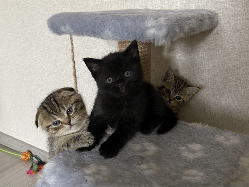 Кошка