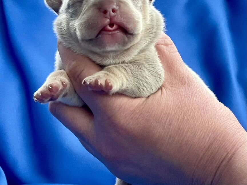 Идеальная девочка