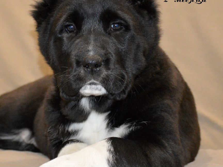 Девочка сао