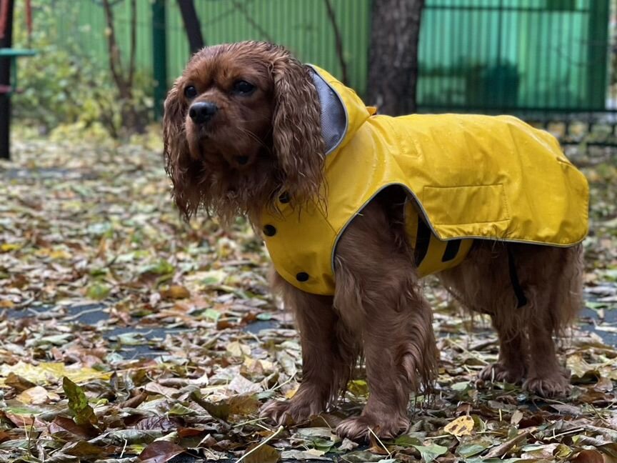 Дождевик для собак Rukka