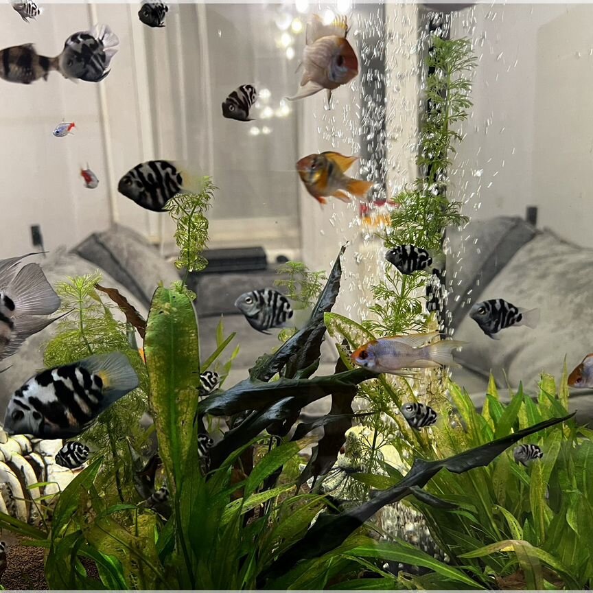 Сапфировый попугай