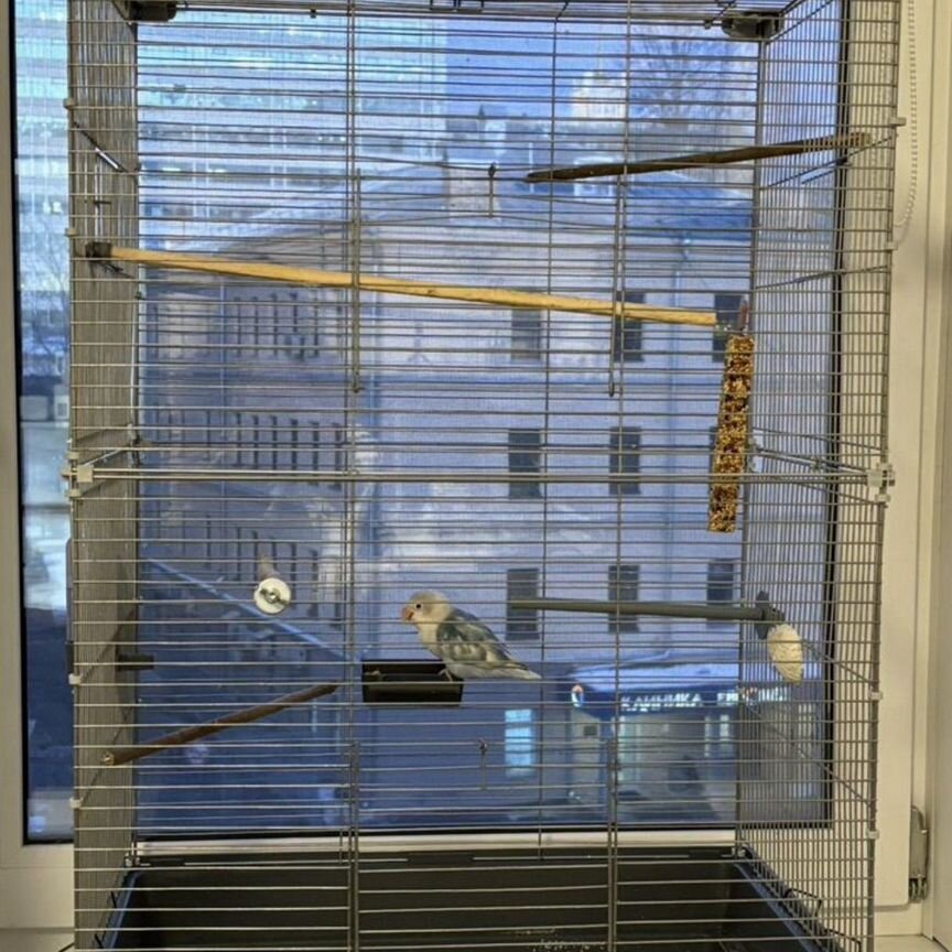 Попугай неразлучник с клеткой