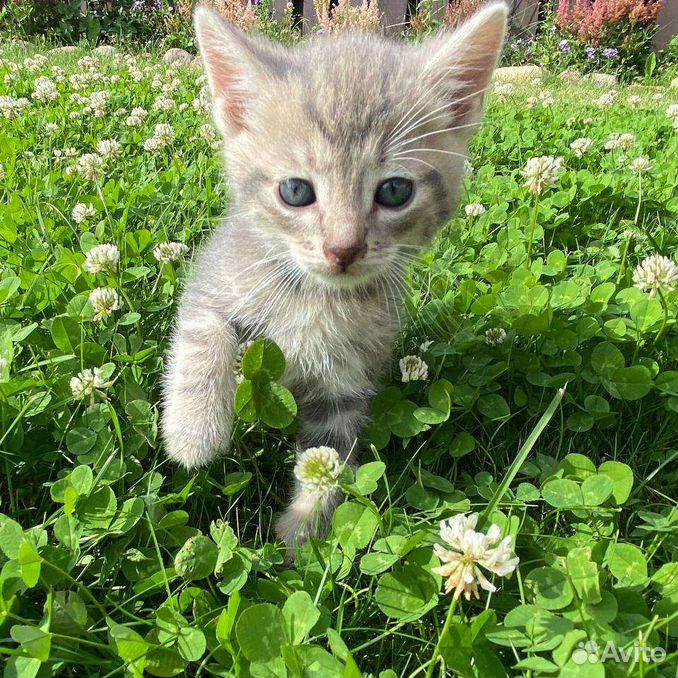 Котенок очень необычный окрас