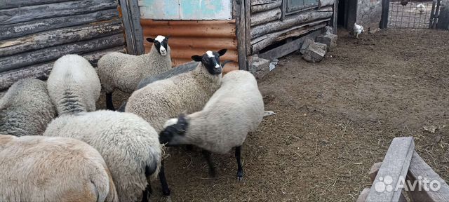 Романовские овцы