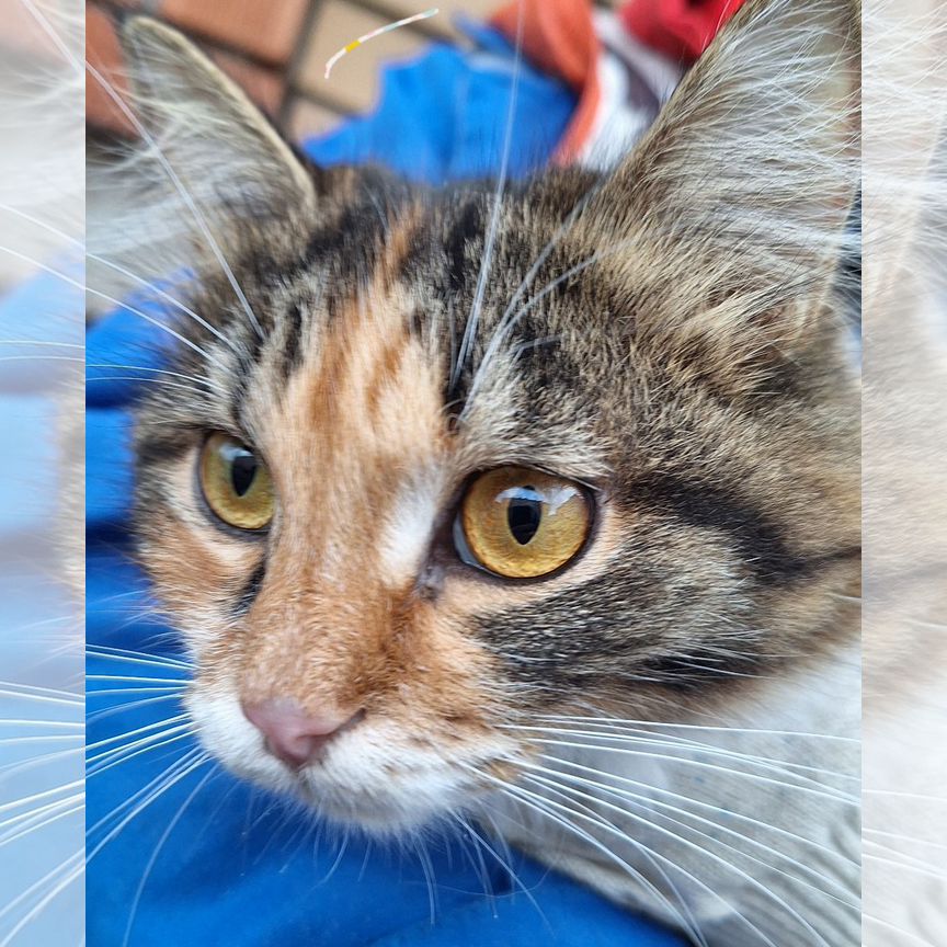 Взрослая кошка в добрые руки