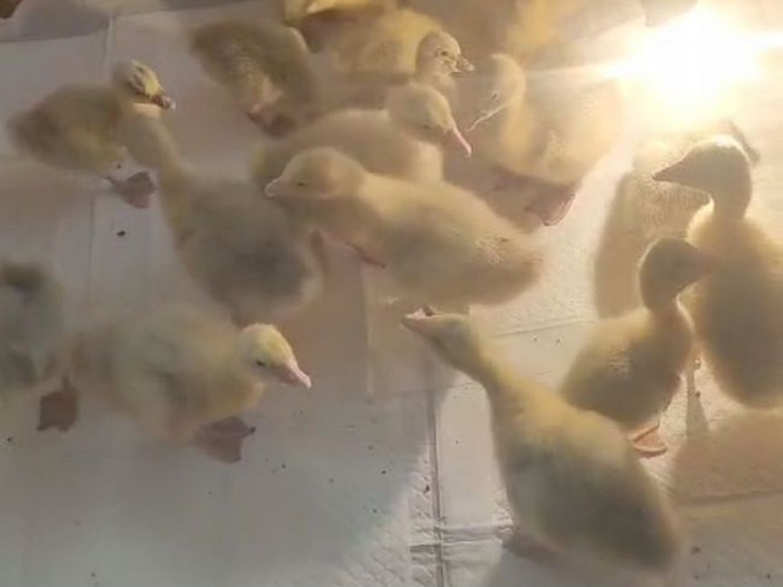 Гусята холмагоры