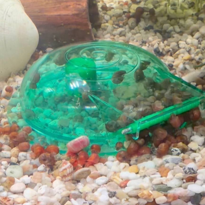 Улитка катушка красная